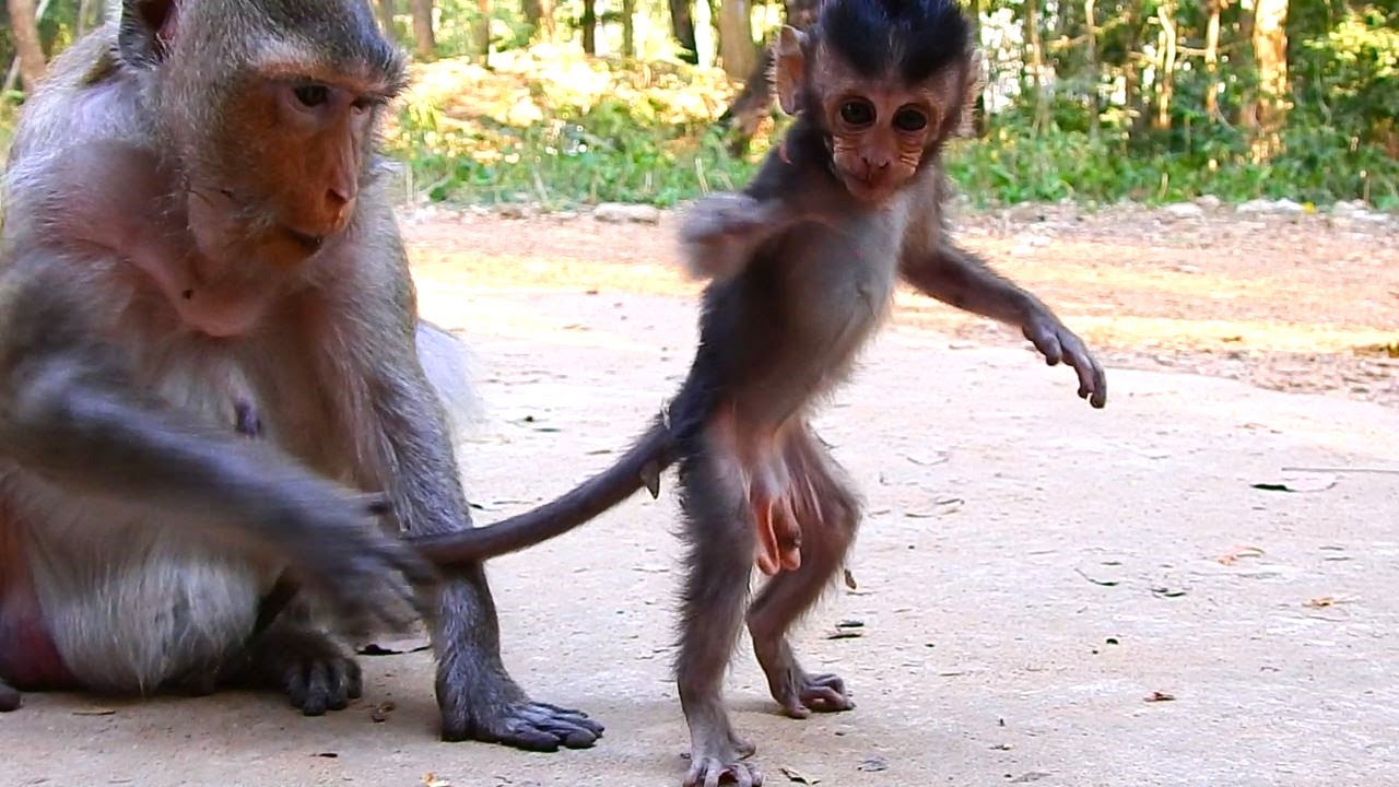 Handsome baby Jesper stand like human found snack who offer by ...