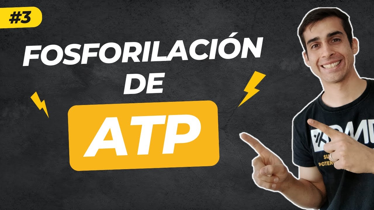 FOSFORILACIÓN de ATP ⚡Resíntesis de ATP | Explicación Fácil - YouTube