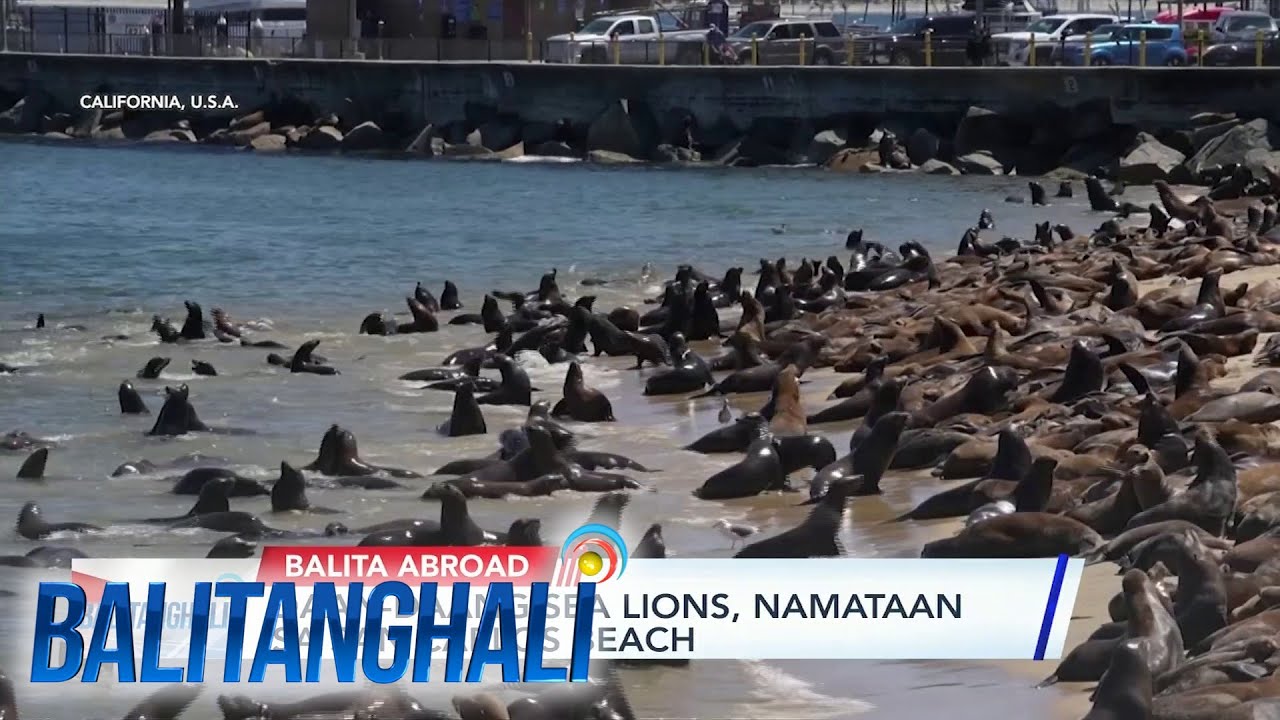 Daan-daang sea lions, namataan sa San Carlos Beach | Balitanghali - YouTube
