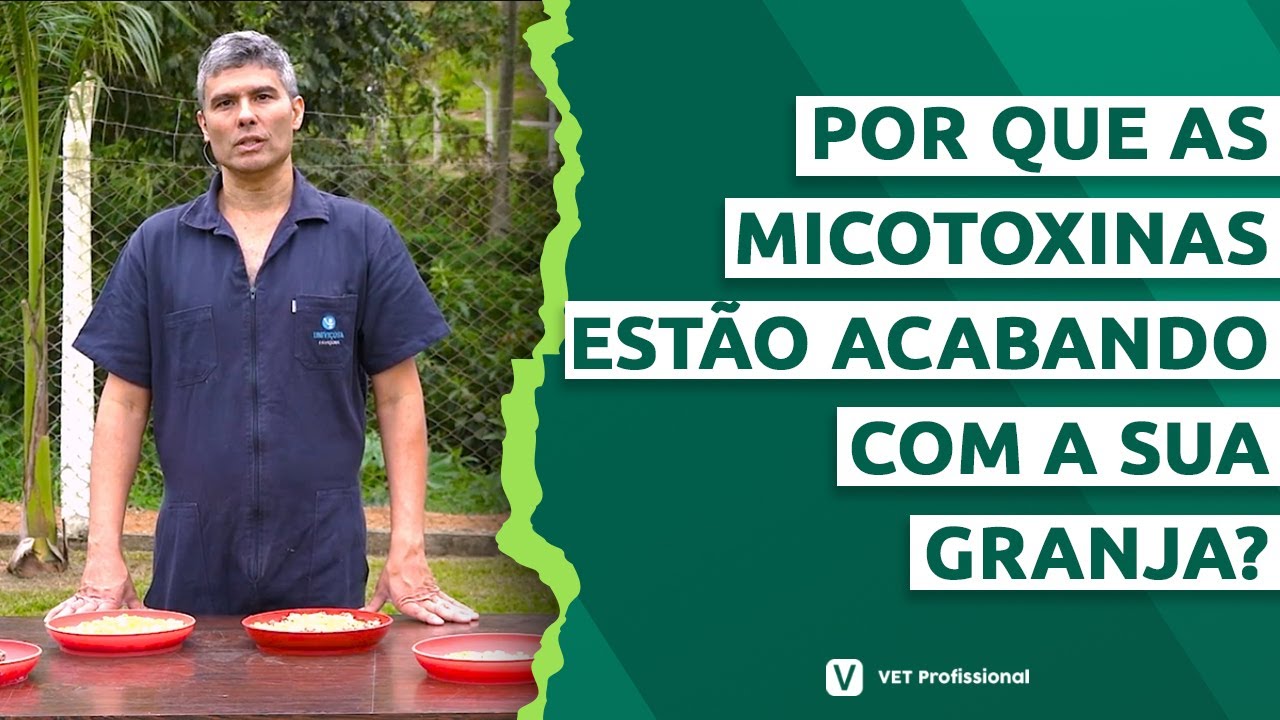 Micotoxinas na alimentação de aves - YouTube