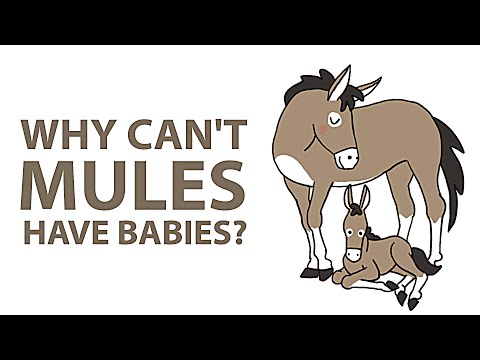 Do Mules Have Reproductive Organs