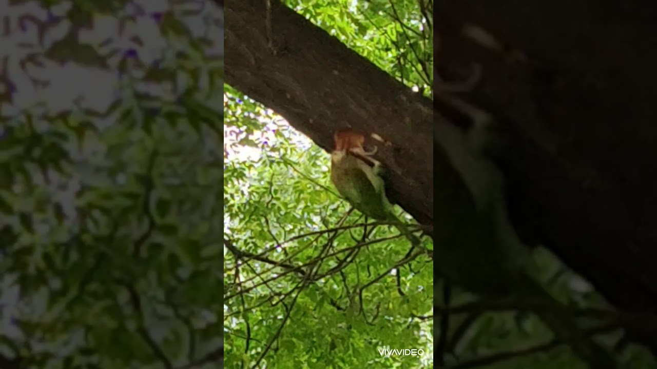 Wood cutters birds - YouTube