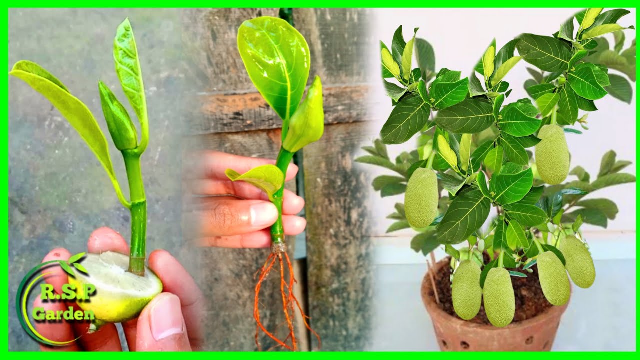 How To Grow Jackfruit Tree,,Bud Grafting Jackfruit Tree Grows Fast With Lemon very unique ...