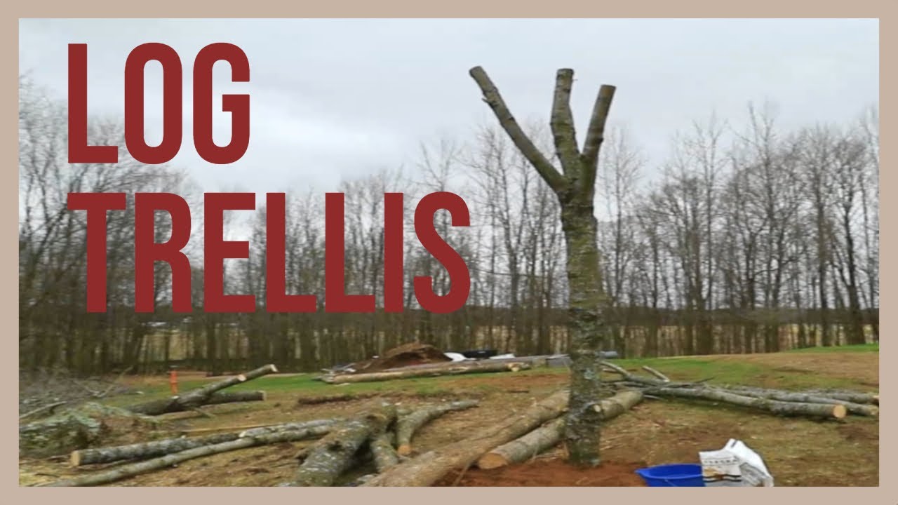 Building Raised Beds With LOGS │ Starting Log Tomato Trellis - YouTube