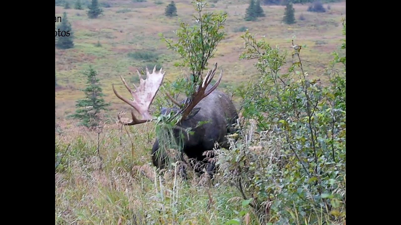 Grumpy the Bull Moose | MooseMan Video Photography Calendar - YouTube