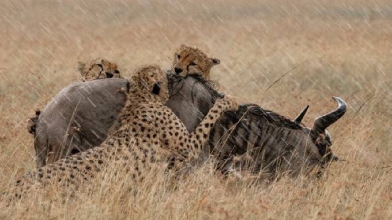 Africa's most dangerous predators, hunting, strategy, survival - YouTube