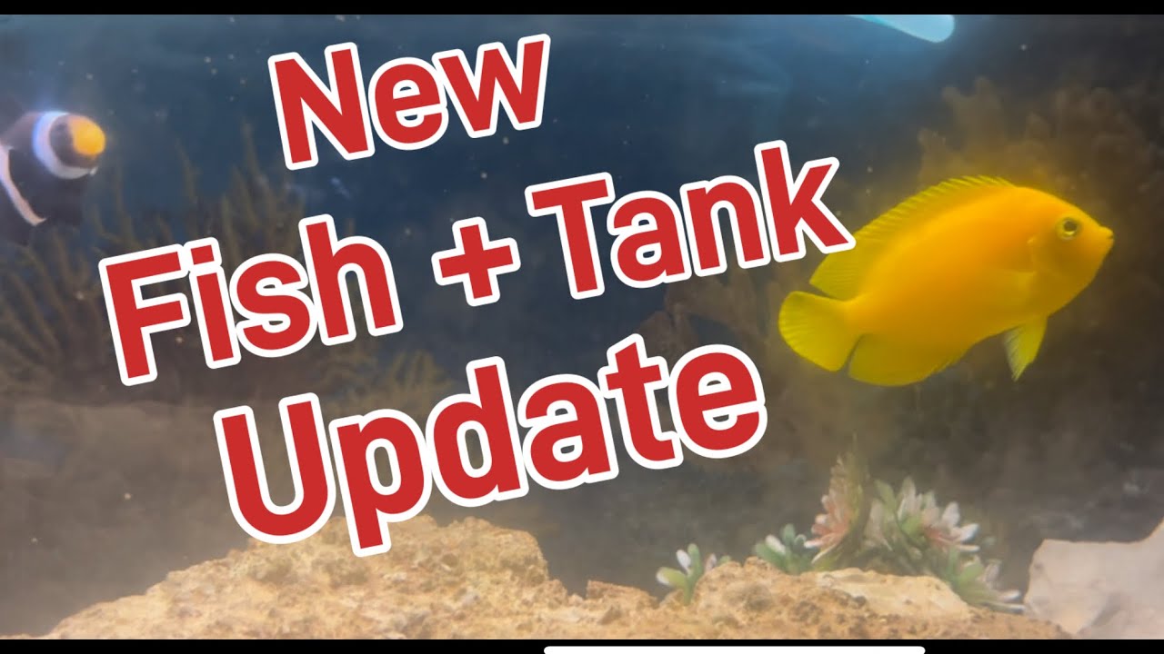 New fish + tank updates - YouTube