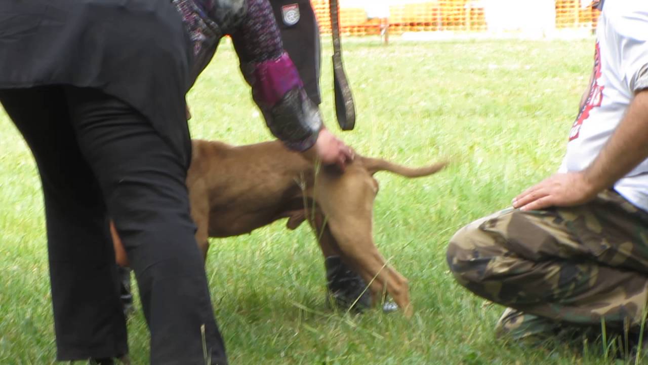 APBT Show 2016 - YouTube