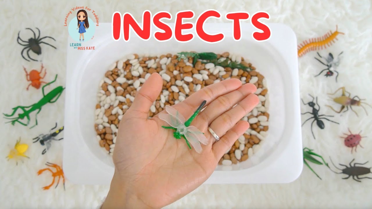 INSECTS for Kids, Toddlers & Preschool | Insect Names | Insect Toys ...