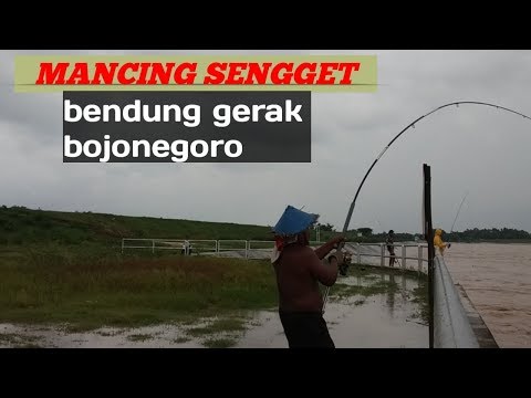 FULL TEHNIK MANCING SENGGET DI BENDUNG GERAK SAAT BENGAWAN SOLO MELUAP