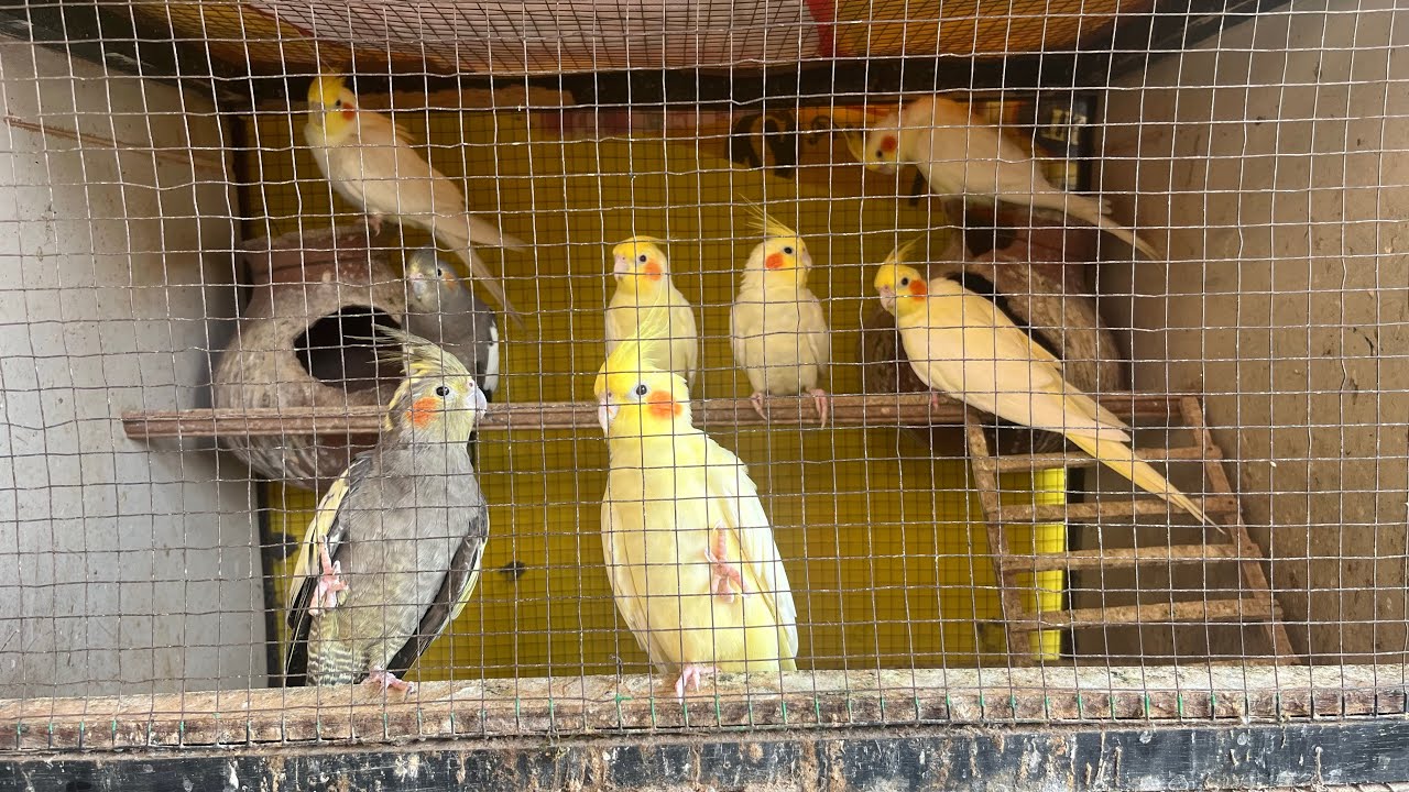 Day 8 Cockatiels playing with Ducks #birds #cockatiel #cockatoo - YouTube