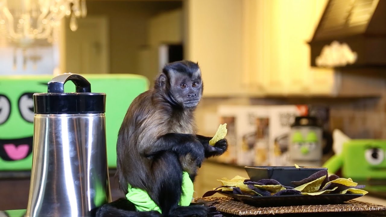 did this monkey just make salsa? - YouTube