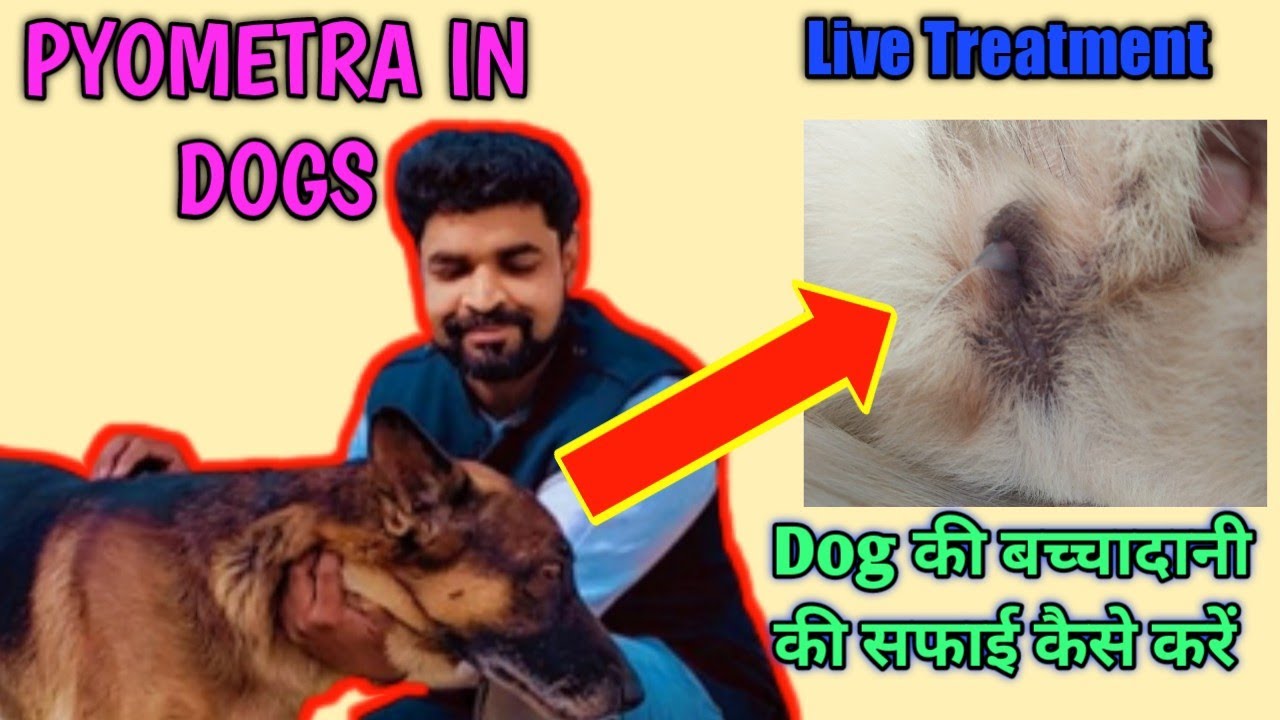 Pyometra in dogs | pyometra in dog live treatment | how to flush uterus ...