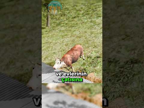 Bu Mümkün mü?❗Çatıdan Düştü! 🐄🏚️💔