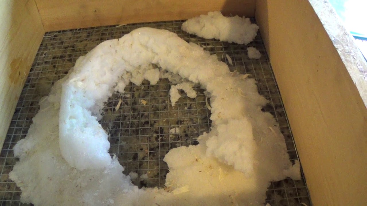 Did mice save my bees? An overview of winter survival and feeding ...