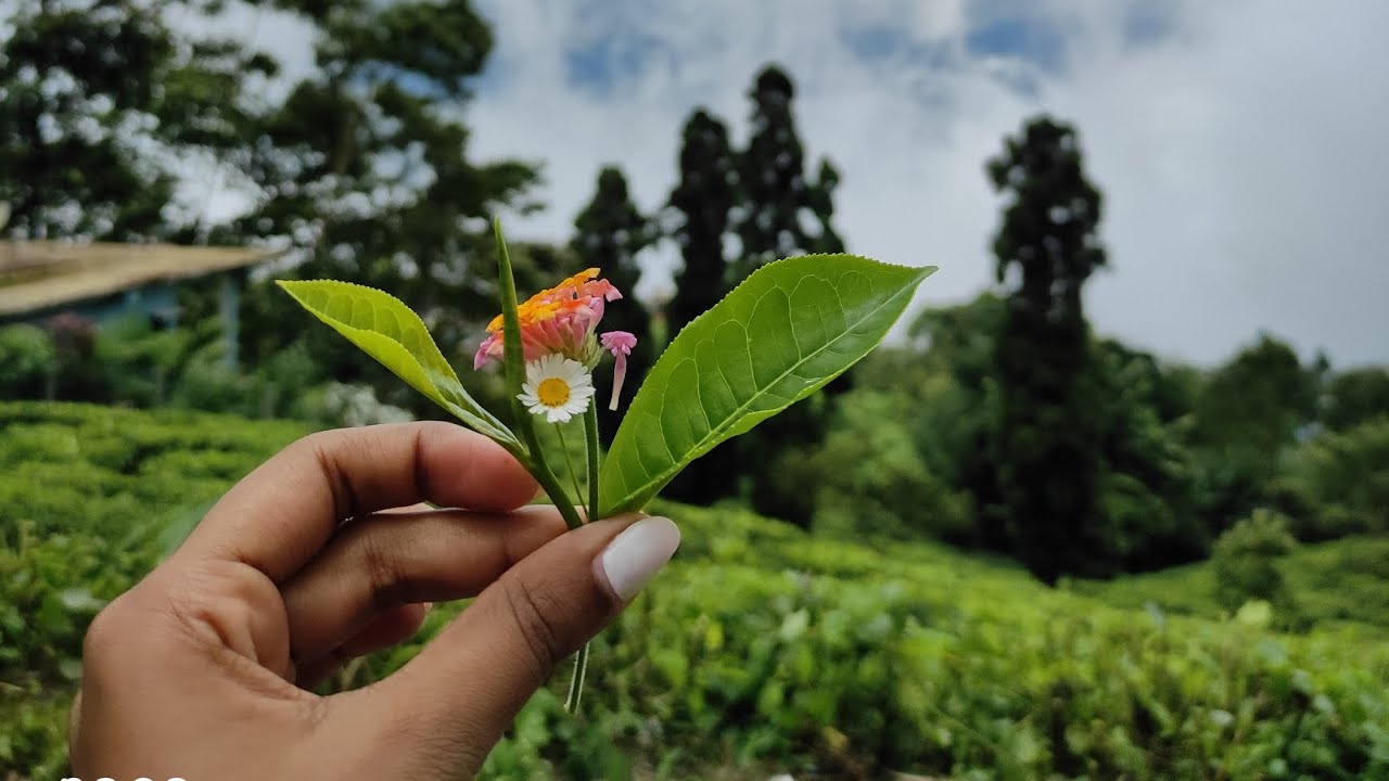 best view, way of MIRIK #shorts #youtube - YouTube