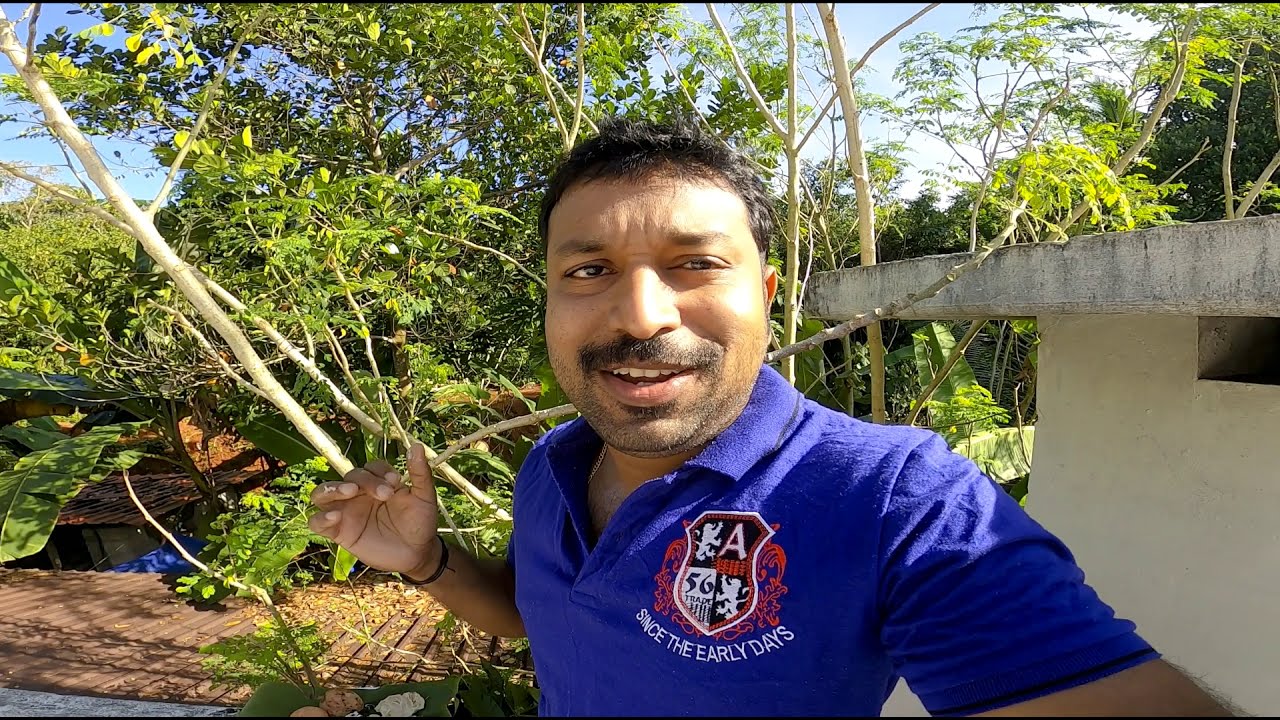 Seetha Pazham#Rare Red Custard Apple Fruit - YouTube