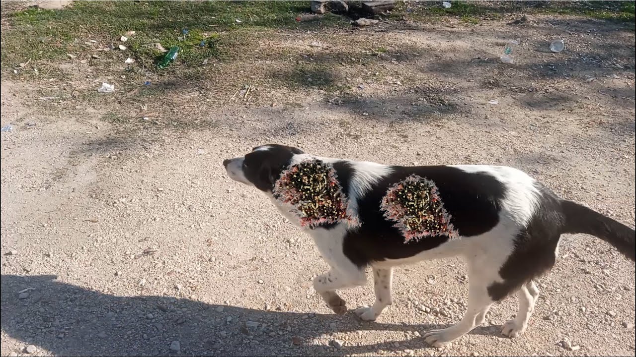 Removing Monster Mango worms From Helpless Dog! Animal Rescue Video ...