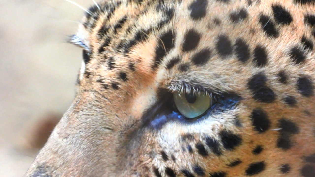 When Female Leopard inside the fence | Zoological Park - YouTube