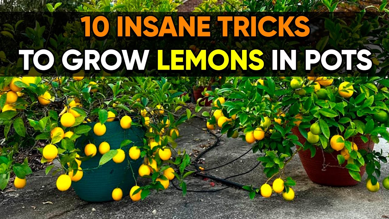 How to Grow Unlimited Lemons in Pots — 7 Must-Know Citrus Tips! 🪴 - YouTube
