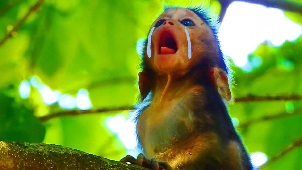 Poorest Little Baby Lewis Screaming loudly call mom to help, baby is in ...