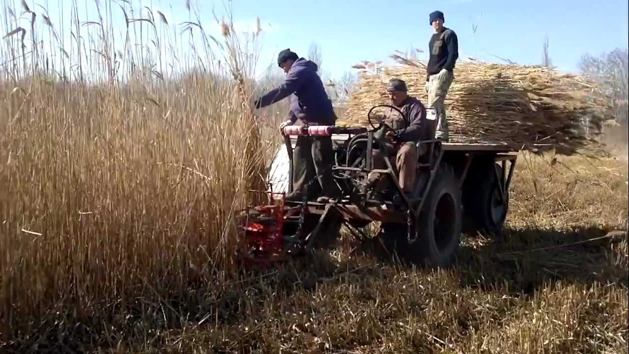 FORSALE! Seiga Reed harvester 3 wheels Eladó! - YouTube