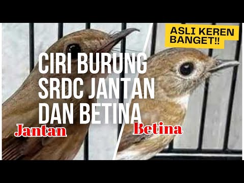 PERBEDAAN BURUNG SRDC JANTAN DAN BETINA