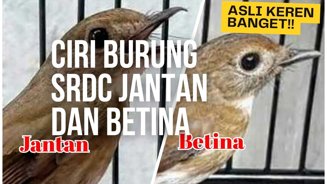 PERBEDAAN BURUNG SRDC JANTAN DAN BETINA - YouTube