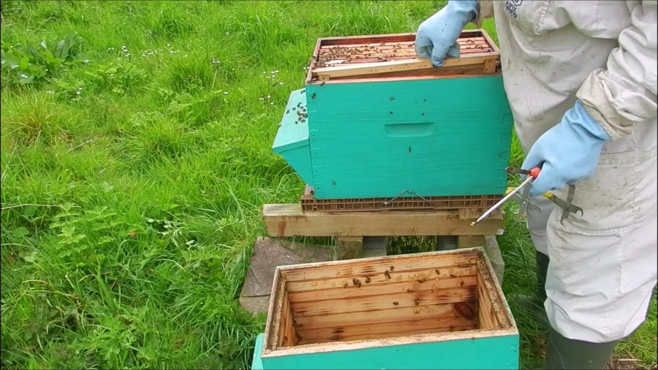 Apiculture pour débutant transfère ruchette en ruche avec explications et comment débuter la ...