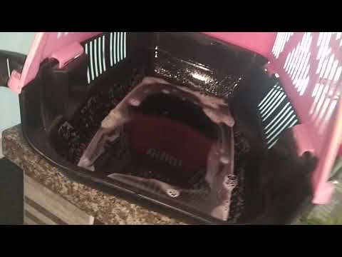 Aseo Ascepcia en transporte animales guacales transportín decol Clorox y sampic