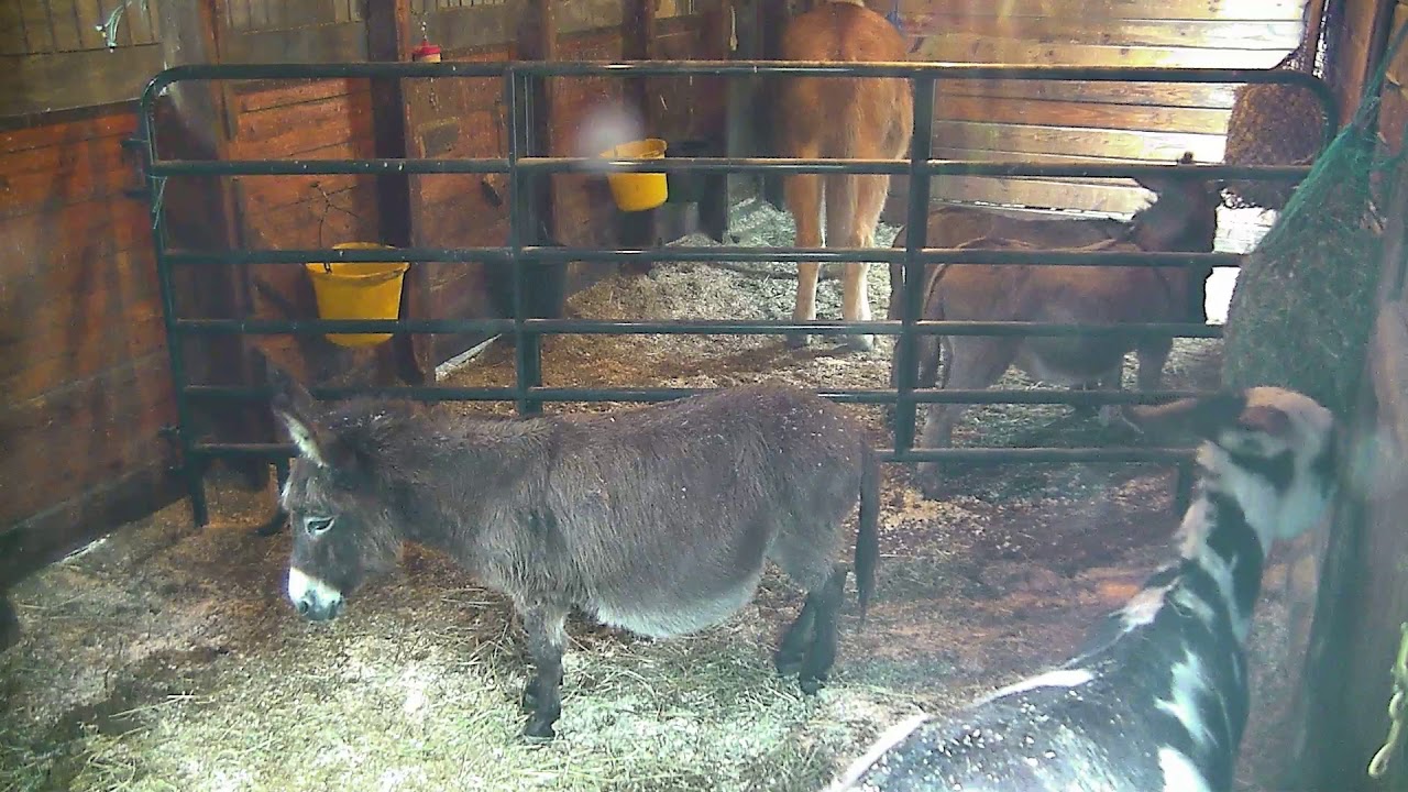 Donkey Barn Cam 02-16-2018 10:37:55 - 11:37:55 - YouTube