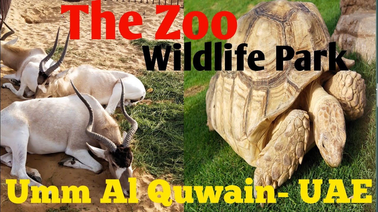 Wildlife park/Umm Al Quwain zoo/Malayalam vlog - YouTube