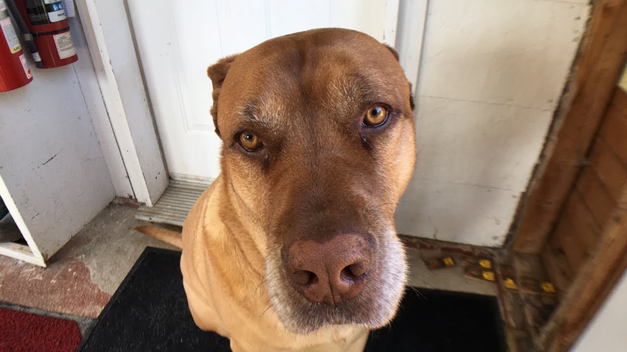 Quick Duck Rush... Live Stream June 4, 2019 - YouTube