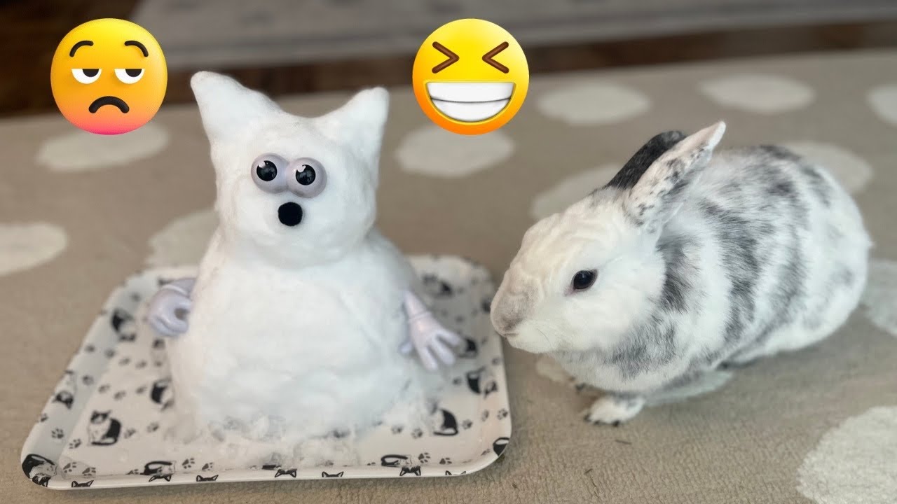 Bunny Reacts to Weird Snow Cat - YouTube