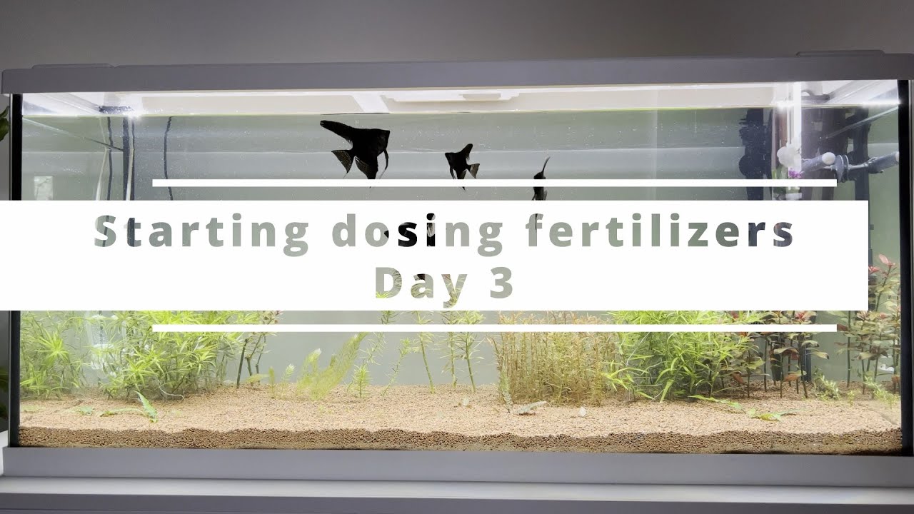 Starting dosing fertilizers for my tank - Masterline Fertilizers ...