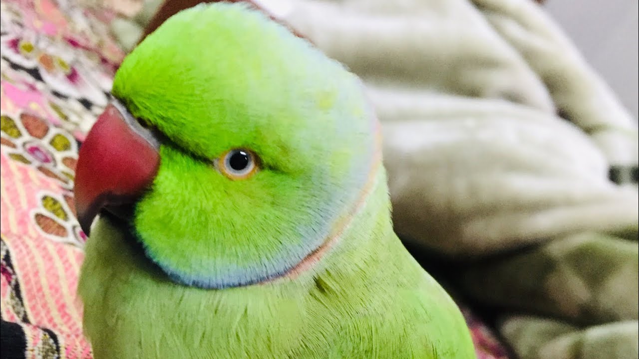 Fight with Mithoo | Parrot Lover - YouTube