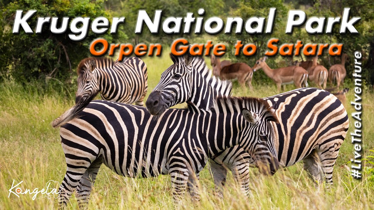 Kruger National Park Day Trip | Orpen Gate to Satara Rest Camp - YouTube