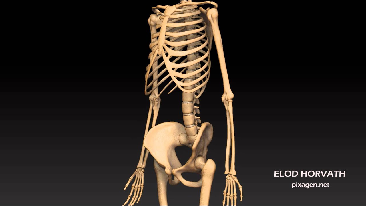 Skeleton Turnaround - ZBrush - YouTube