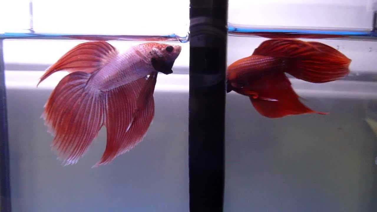 Male Siamese Fighting Fish (Betta Splendens) - YouTube