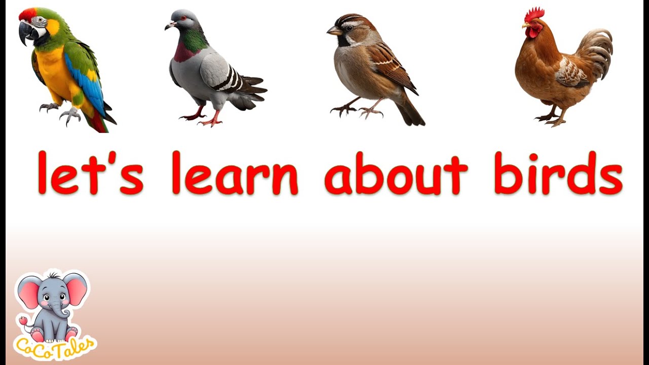 Let’s Learn About Birds | Learn Birds For Kids | Pre School Junior ...
