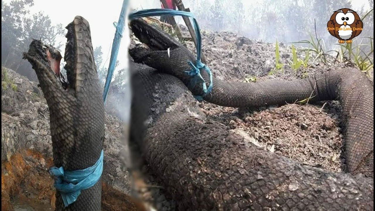 Video Piton Raksasa, Si Raja Ular yang Hangus Dilahap Jago Merah di ...