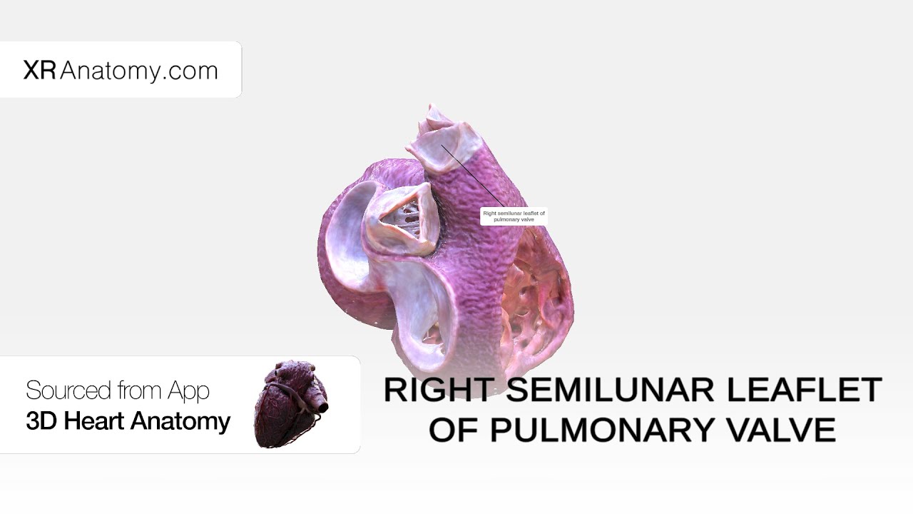 Right semilunar leaflet of pulmonary valve - YouTube