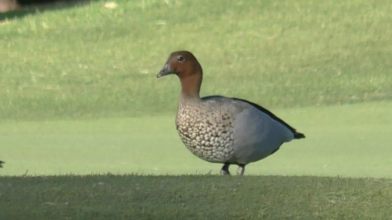 Woodland Duck - Perth - YouTube