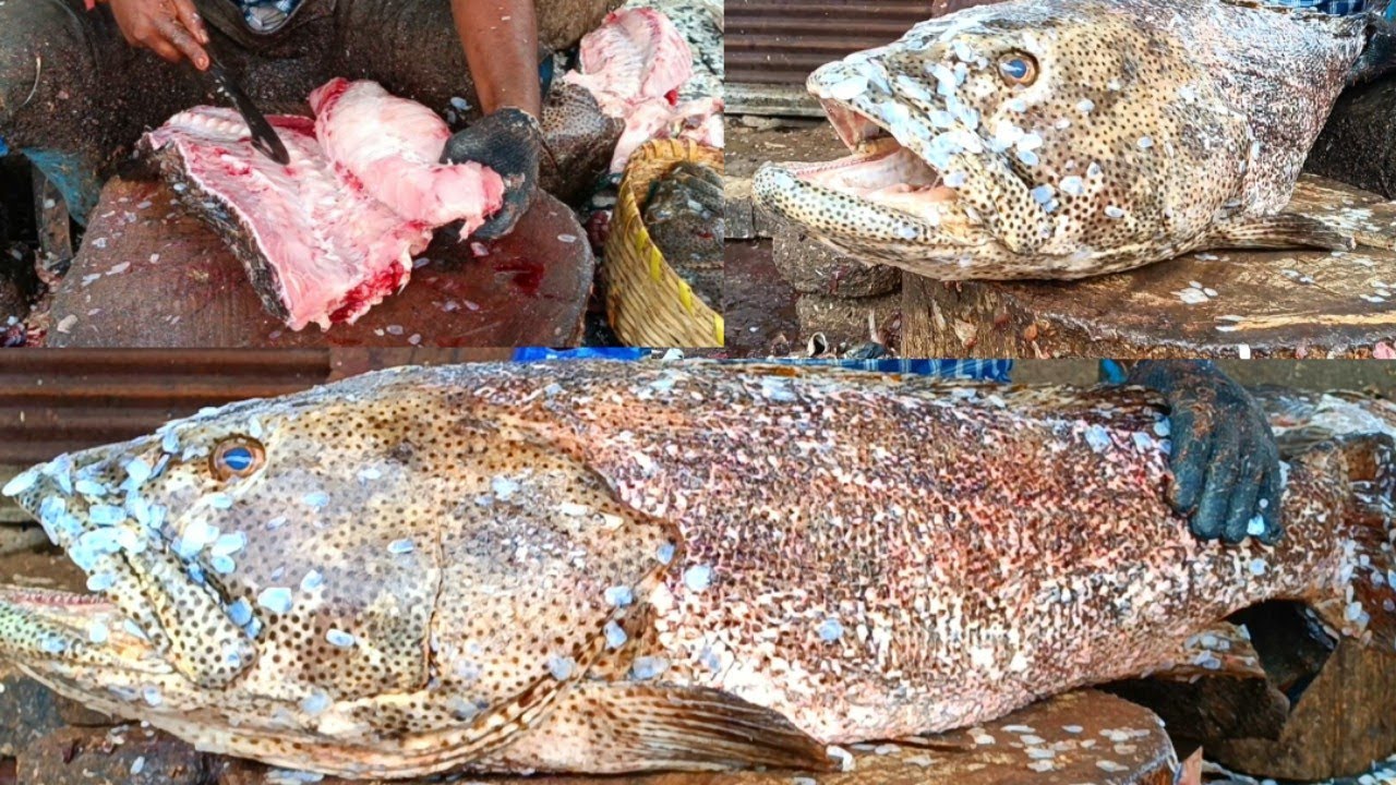 25kg huge kalava fish cutting by tamilselvan kasimedu fish cutter ...