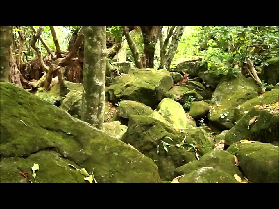 New Zealand Forest Grotto - YouTube