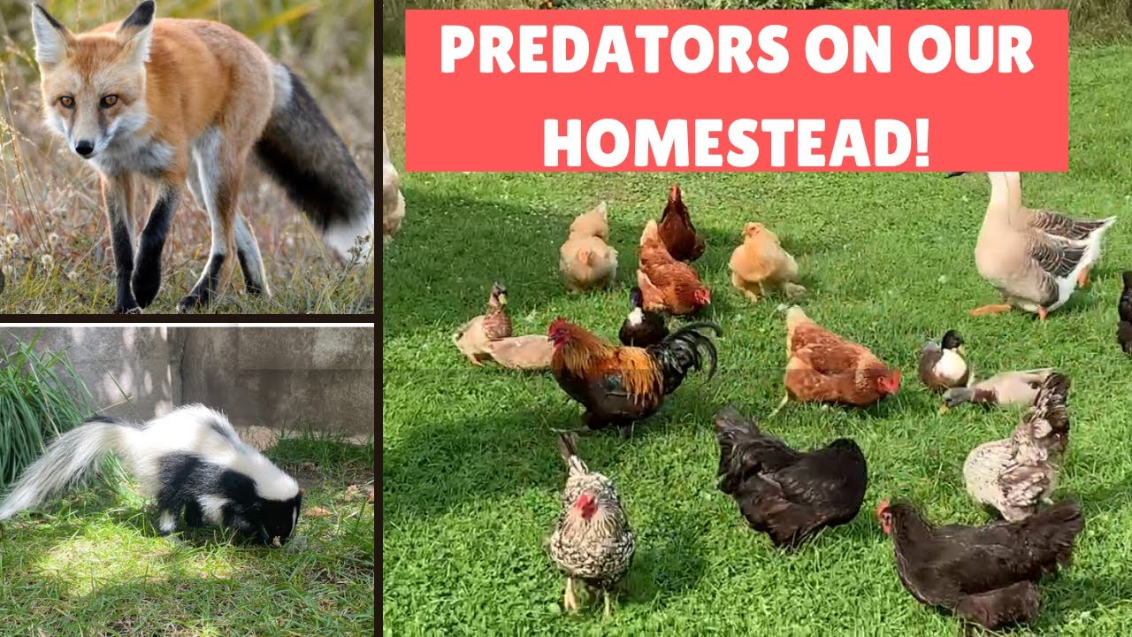 PREDATORS ON OUR HOMESTEAD & IT’S HEARTBREAKING 💔 - YouTube