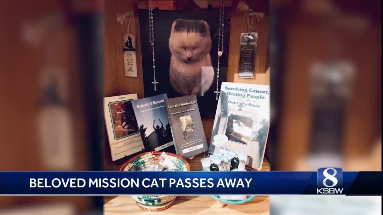 Parishioners mourn loss of beloved mission cat - YouTube