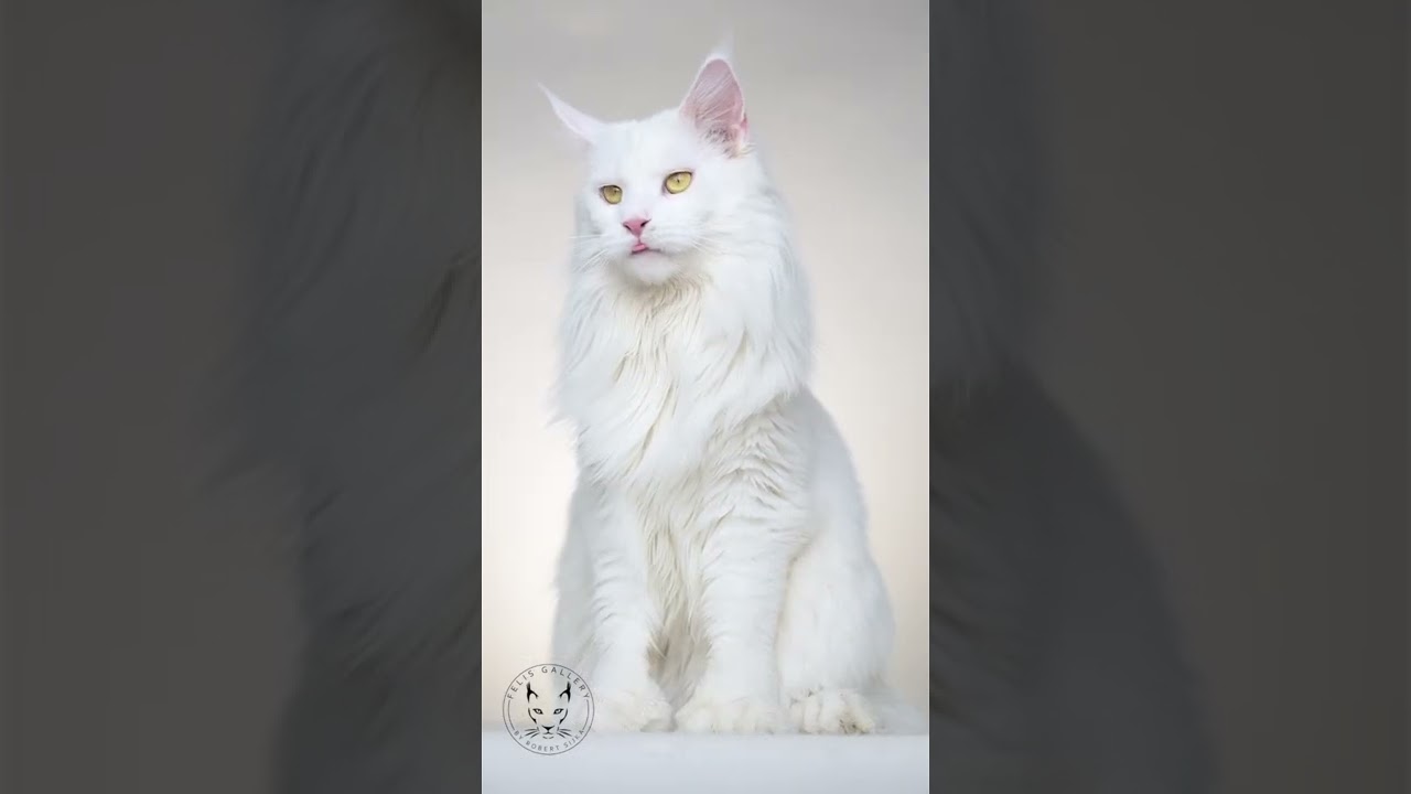 White Maine Coon Cat: All You Need To Know | ThatCatBlog