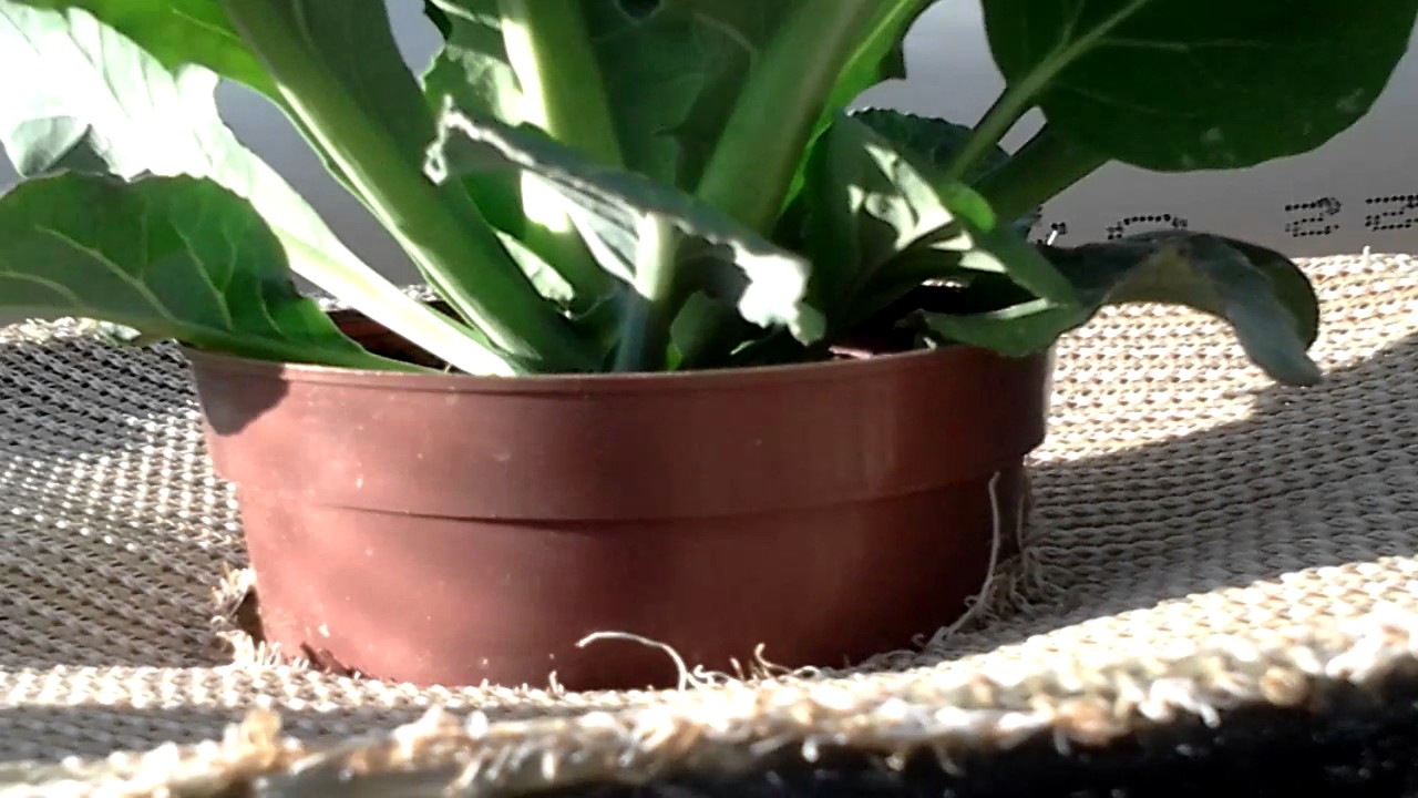 hydroponics - Will it Kratky? Cauliflower - YouTube