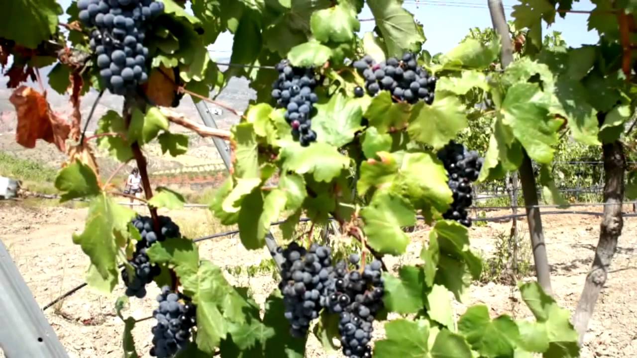 Veleta Wines - YouTube